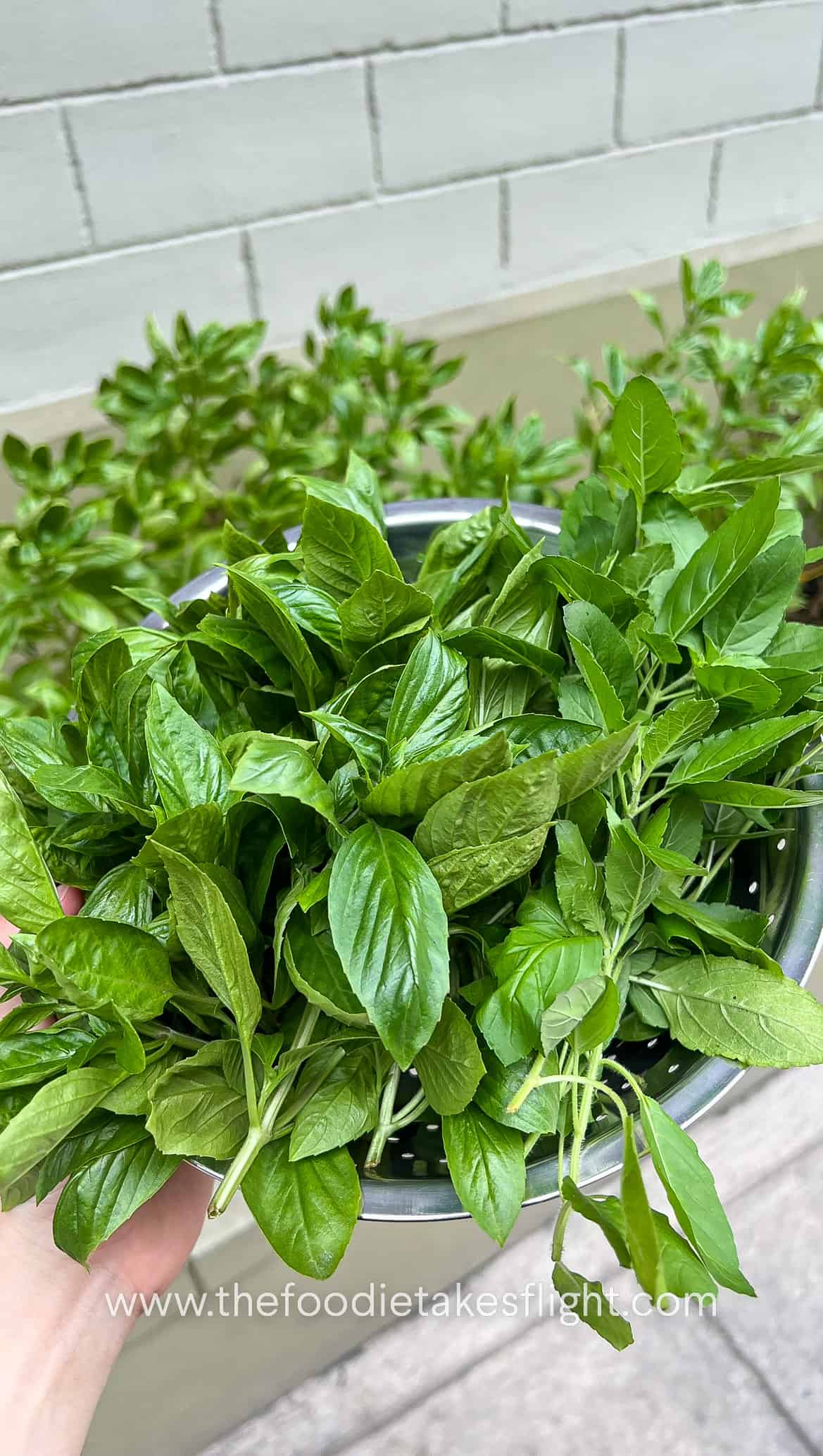 Chili Lime Basil Tofu - The Foodie Takes Flight